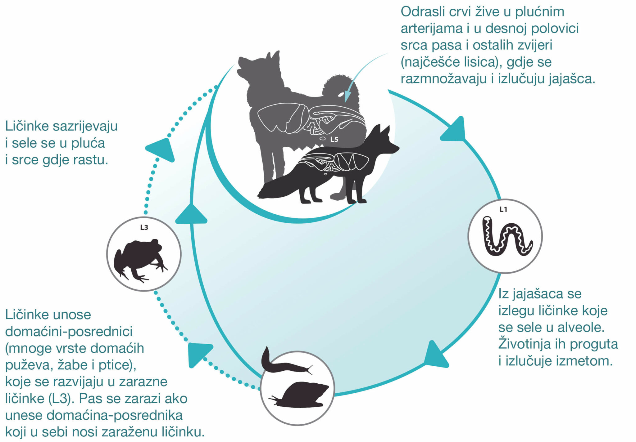 Plućni crvi | Od UHA do REPA
